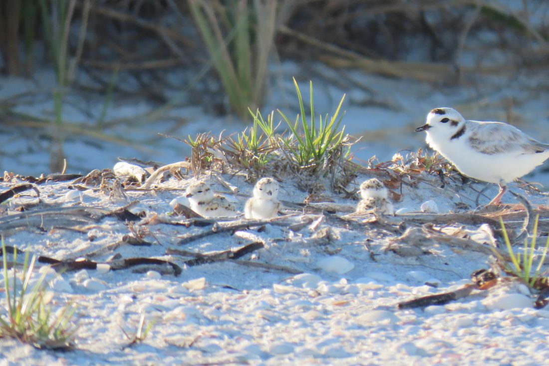 Snowy plover nesting season begins in state - SANIBEL-CAPTIVA - Island ...